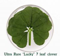 Julie Roberts Lucky Clovers