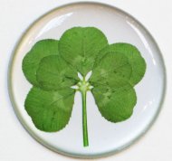 7, 8, 9 and 10 leaf clovers : Julie Roberts, Home of the Original Lucky ...